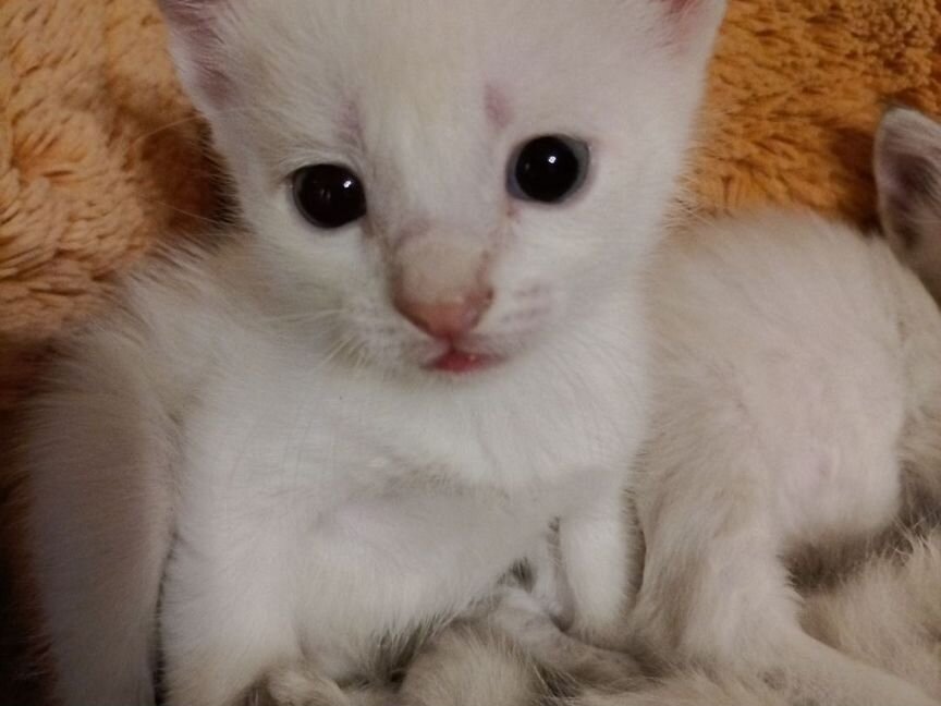 Тайские котята