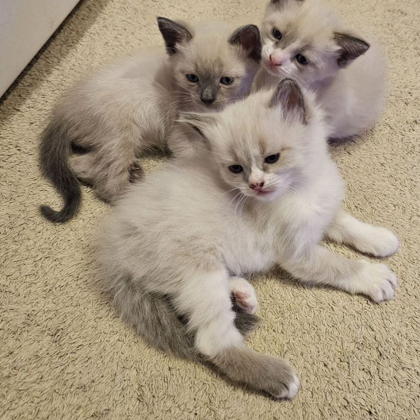 Тайские (сиамские)котята