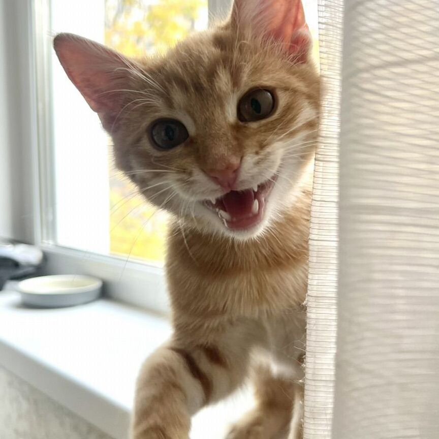 Рыжий котенок мальчик ищет дом