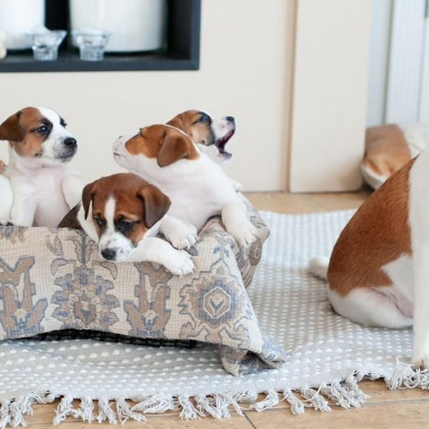 Очень умные и весёлые щенки Джек Расcел Tеpьеp