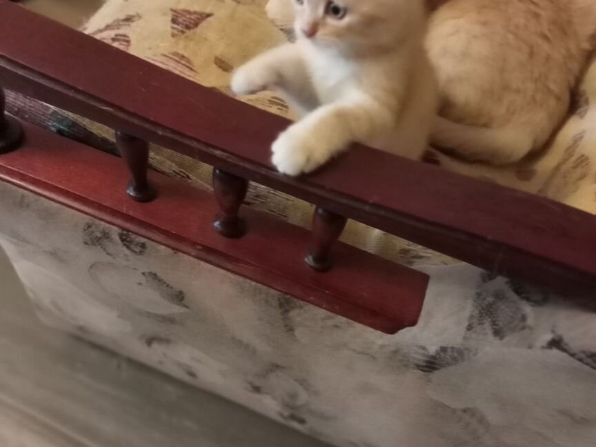 Красавец Мурзик
