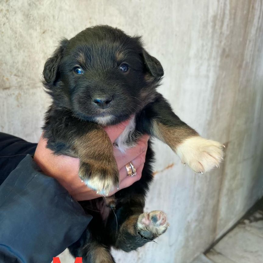 Карапузы в дар