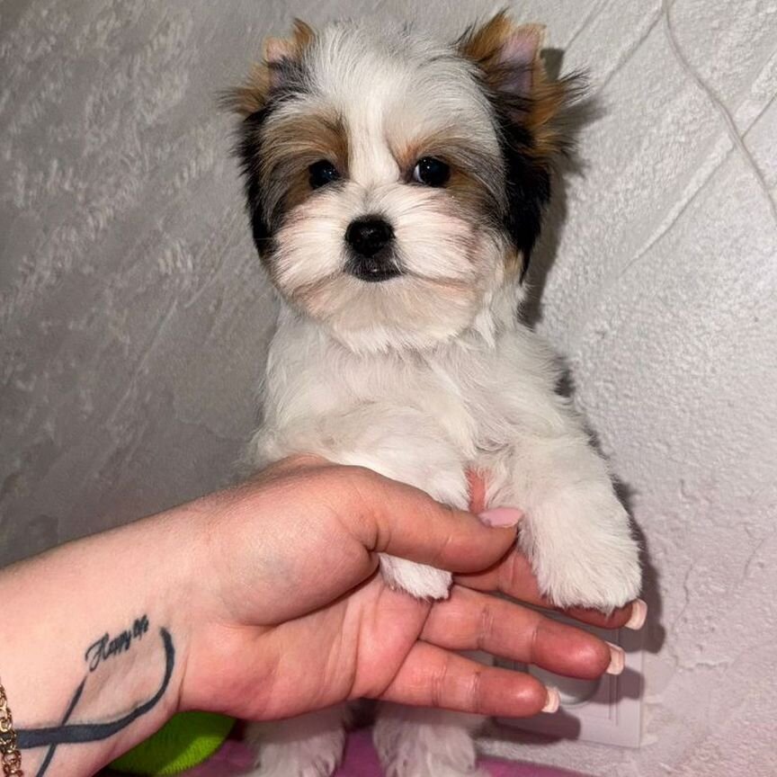 Бивер-йоркширский терьер, щенок