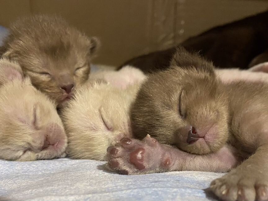 Котятки Бурмы