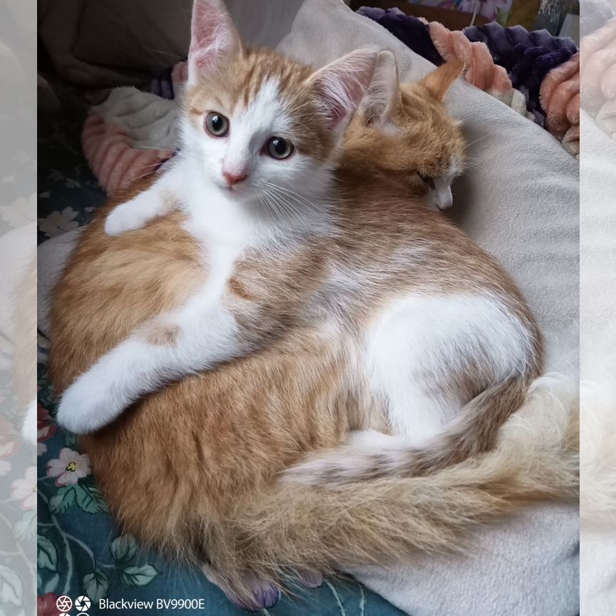 Котенок - любитель мышек