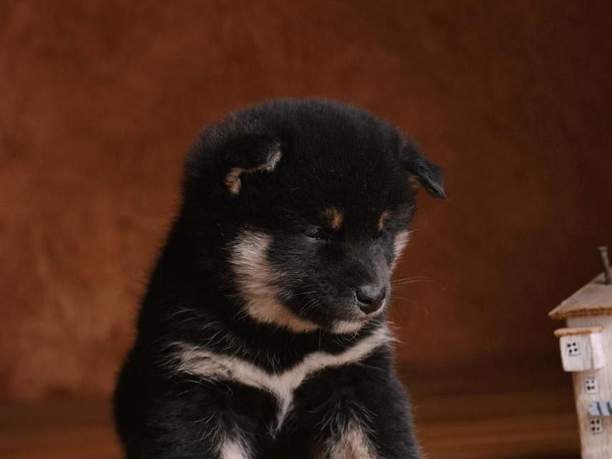 Щенки сиба ину