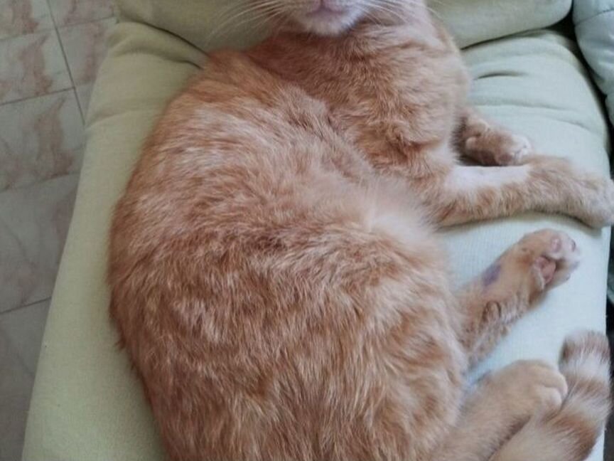 Голди нужен дом