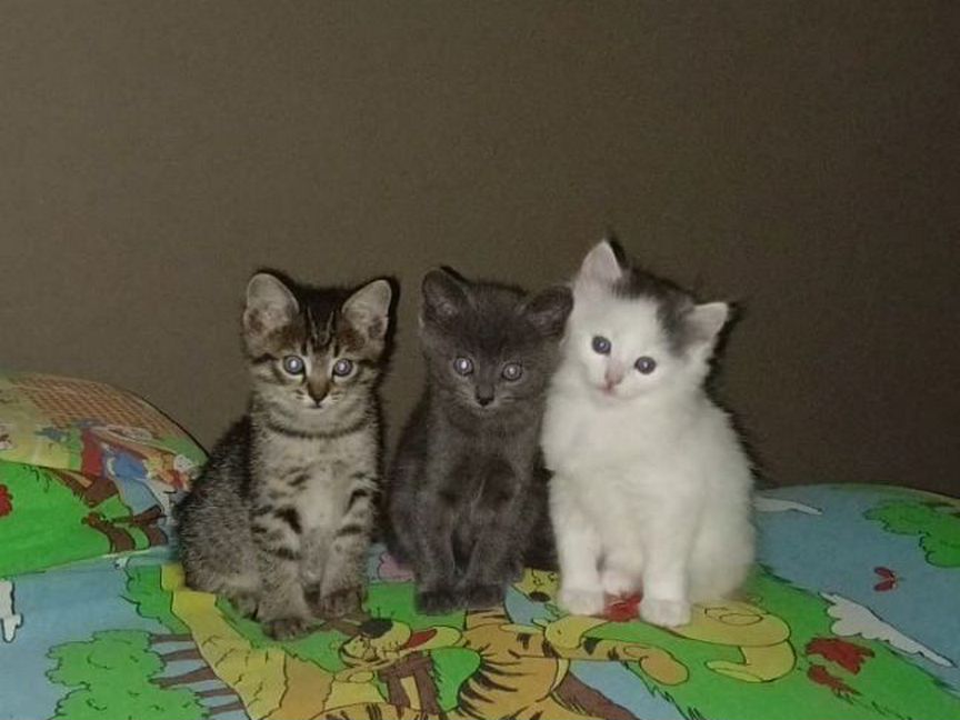 Котята в добрые руки