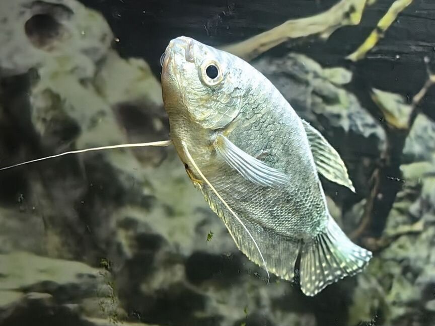 Аквариумные рыбки сомики