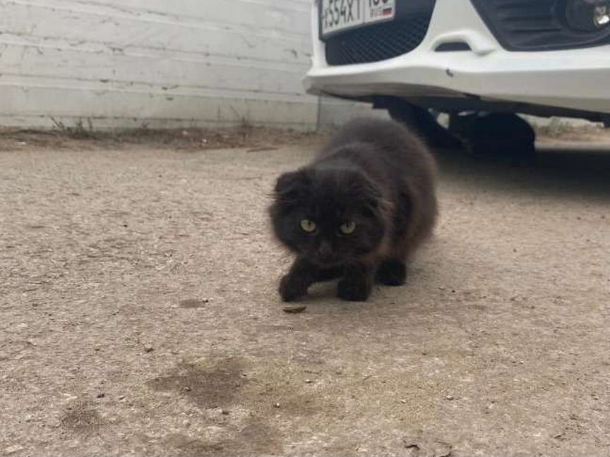 Кошка котёнок девочка ищет дом