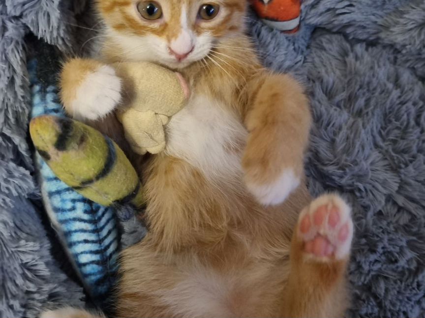 Котенок