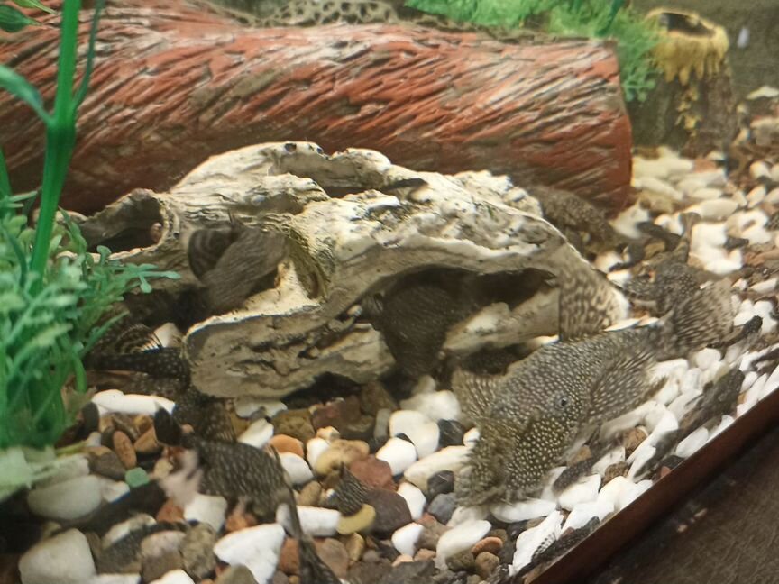 Аквариумные сомы