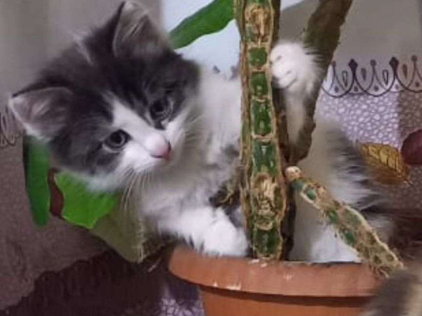 Котенок мальчик ищет дом