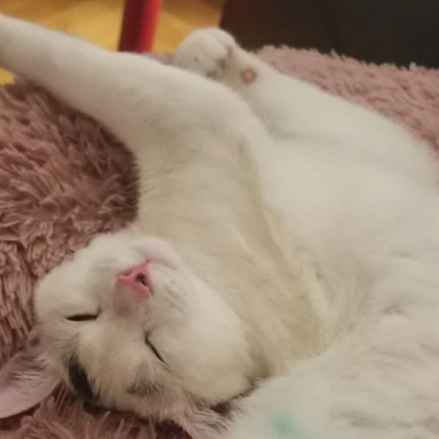 Лучший котенок мурлыка