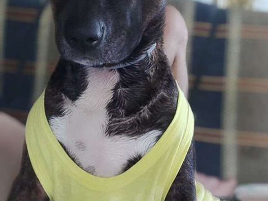 Вязка бультерьер