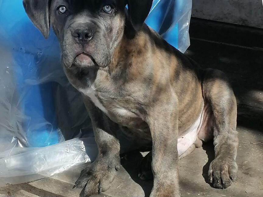 Кане корсо щенок