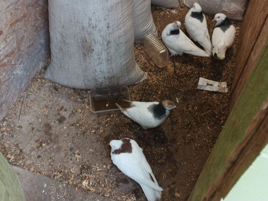 Голуби пермские гривны отдам в хорошие руки