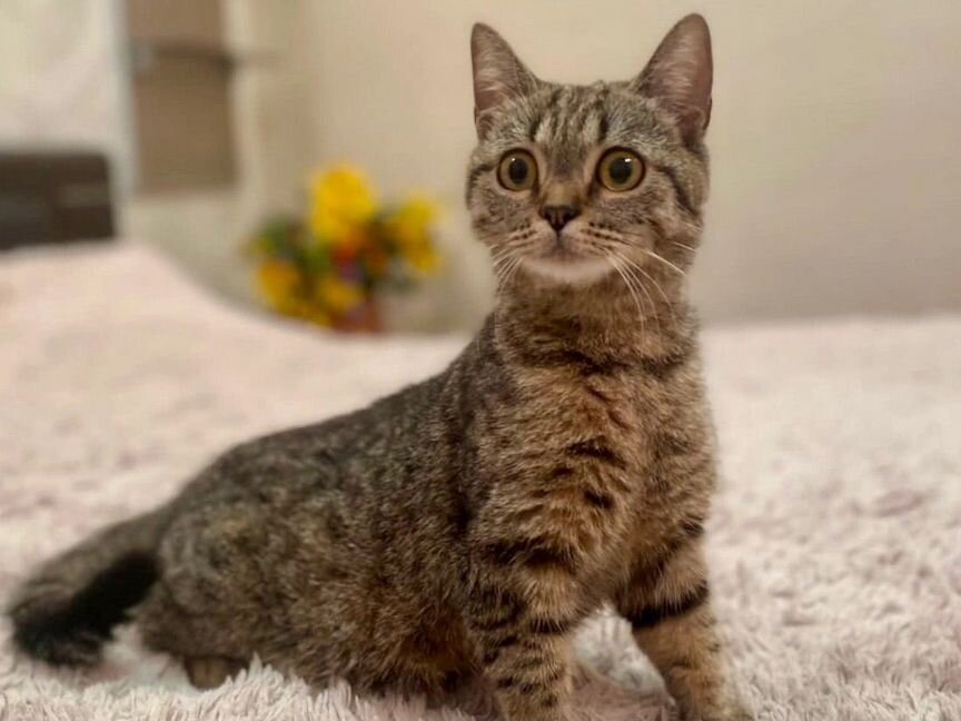 Коротколапая кошечка-красавица ищет дом