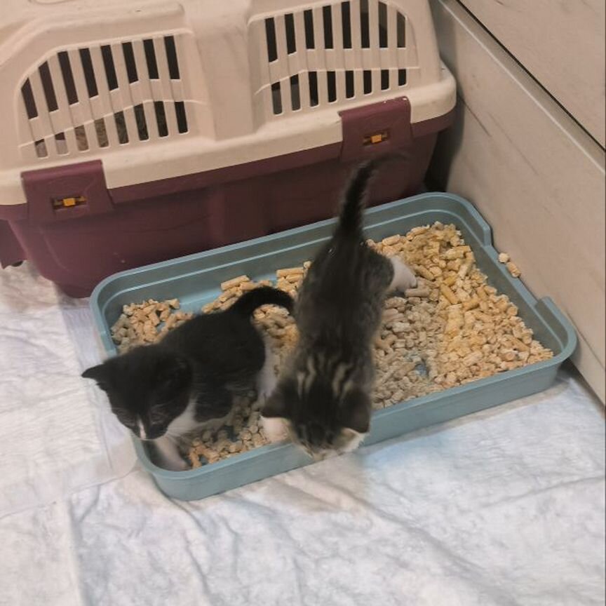 Котята в добрые руки Милахи