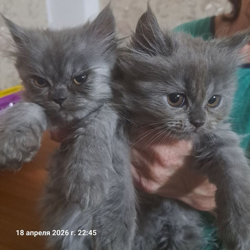 Персидский котёнок