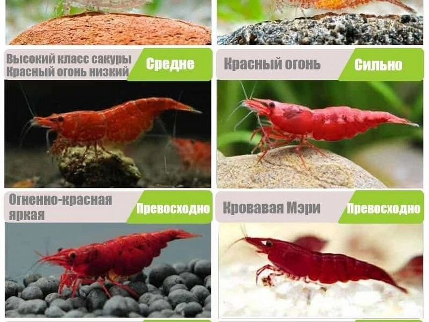 Аквариумные креветки