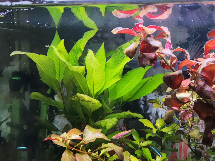 Аквариумные растения прополка