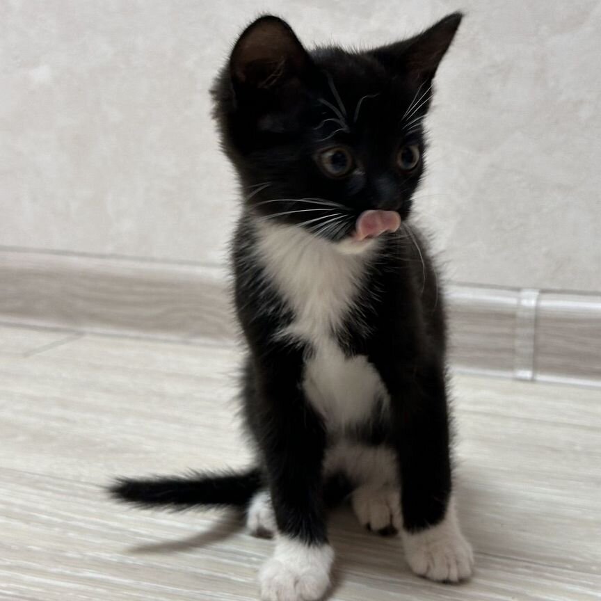 Ищем дом для котенка