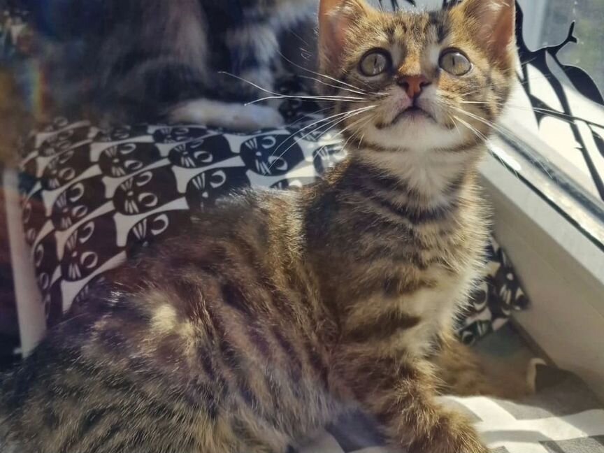 Красивый полосатый малыш 2 месяца