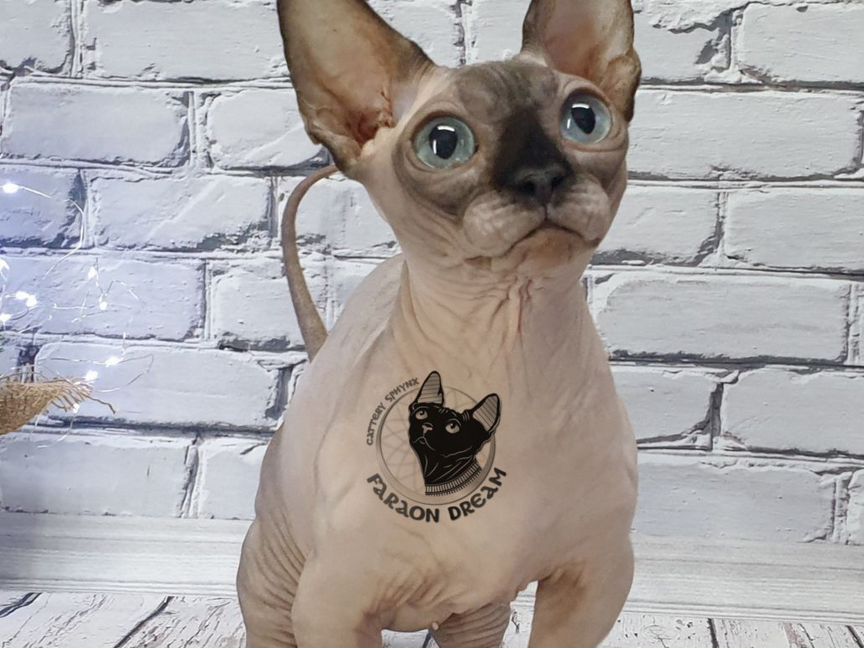 Канадский сфинкс, бамбино девочка