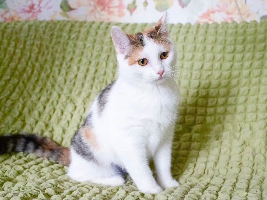 Веснушка - воплощение позитива и радости в дар