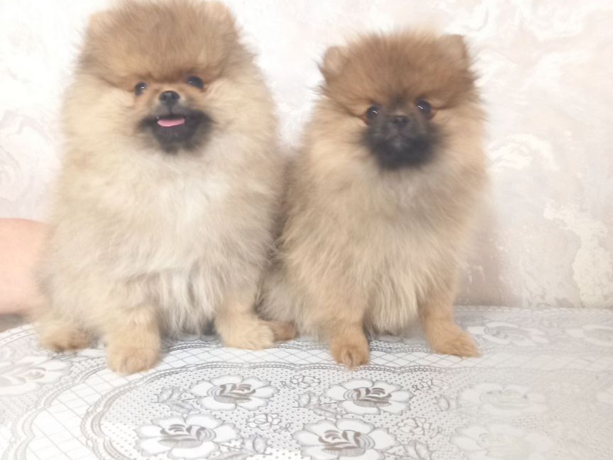 Щенки померанского шпица