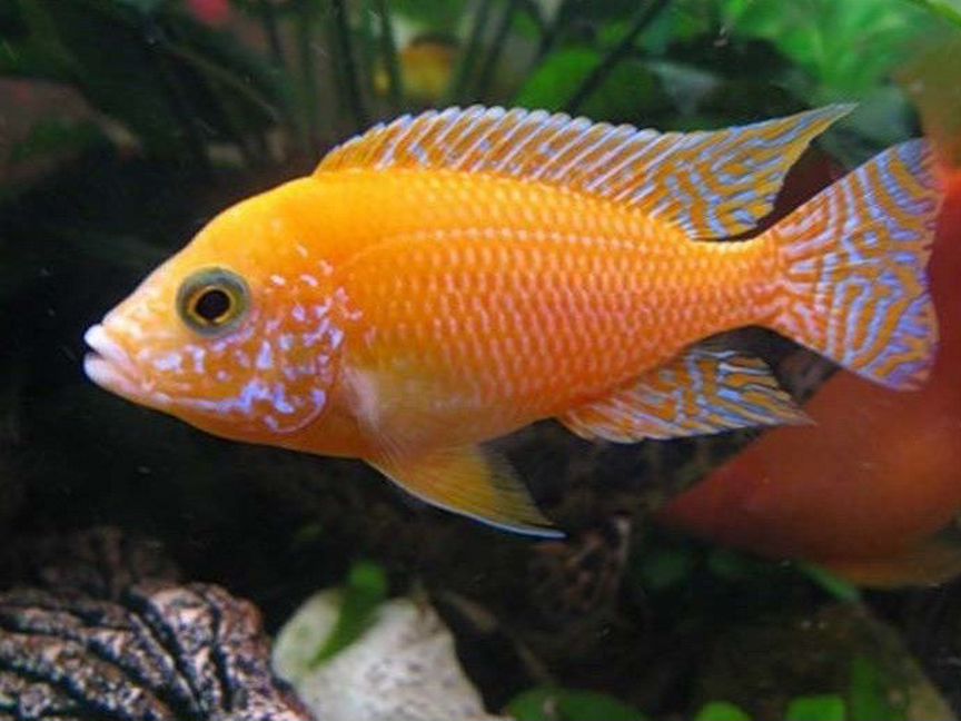 Аулонокара орхидея (мальки)