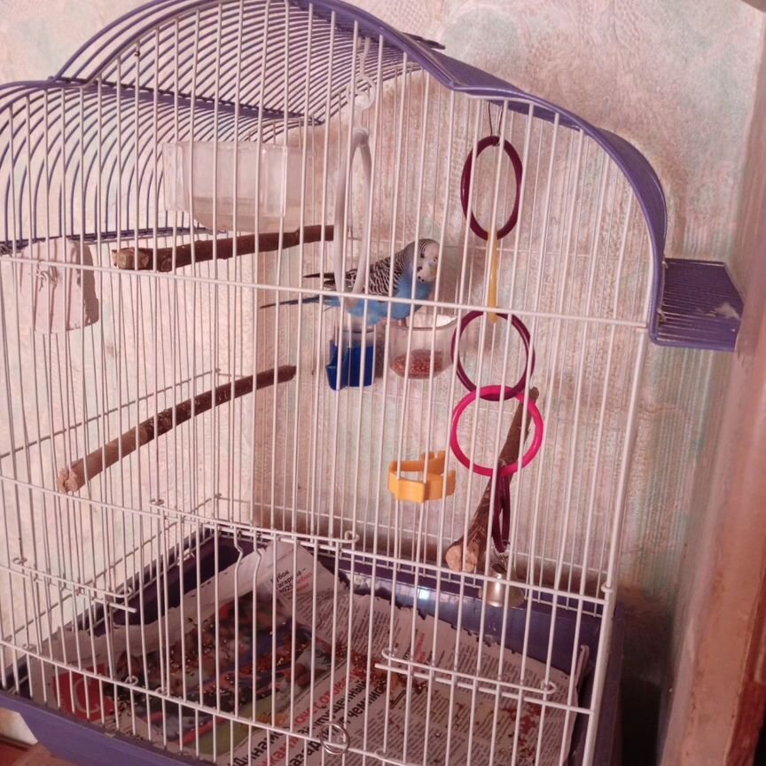 Волнистый попугай