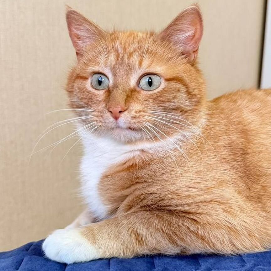 Взрослая, кошка в добрые руки