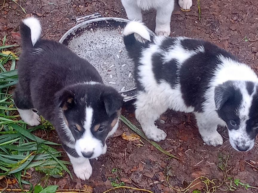 Среднеазиатская овчарка