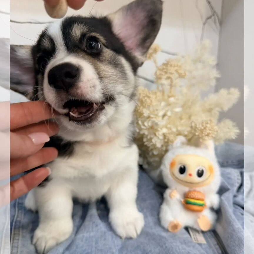 Вельш Корги Пемброк, щенок