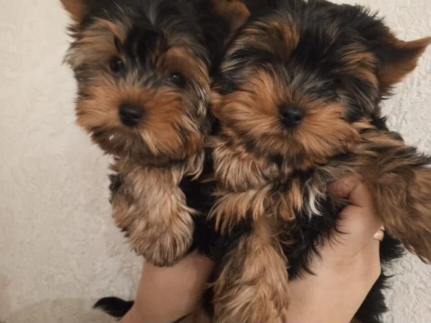 Йоркширский терьер щенки