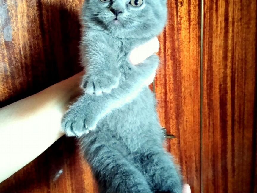 Шотландские котята