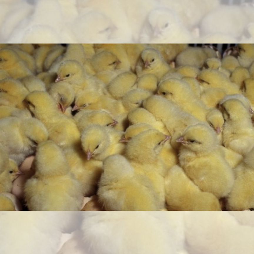 Суточные цыплята бройлеры Арбор Айкрес Кобб 700