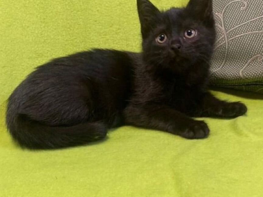Черный котенок (девочка) в добрые руки