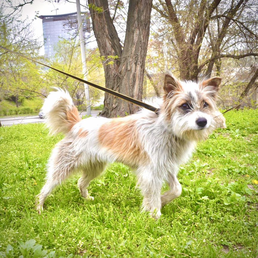 Нашли собаку мелкую. Вес - 12 кг