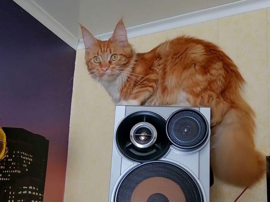 Продам кошечку Мейн Кун