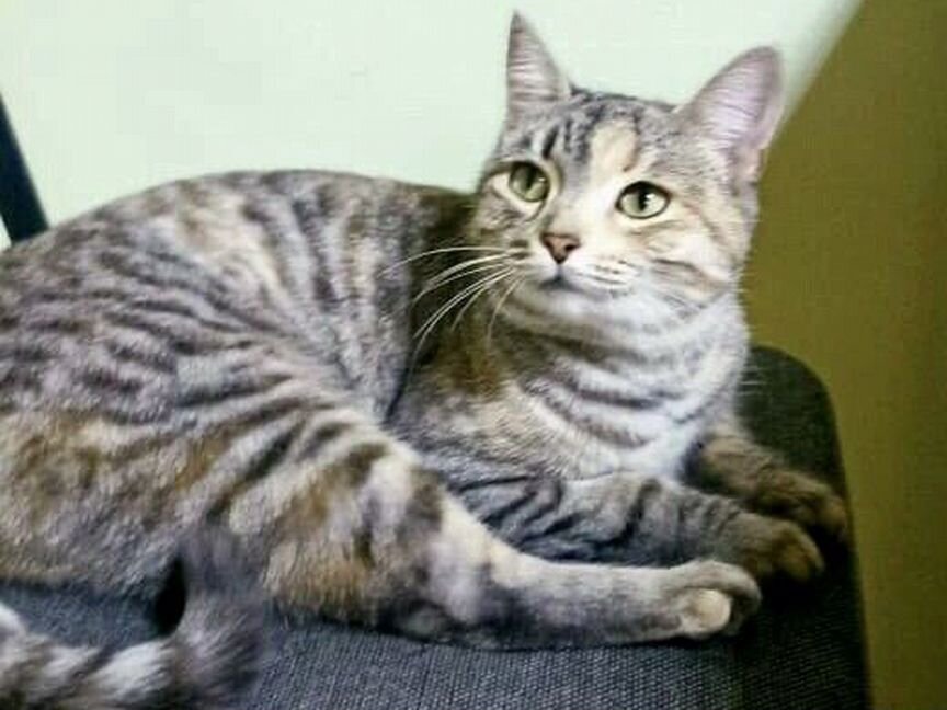 Если бы она могла говорить