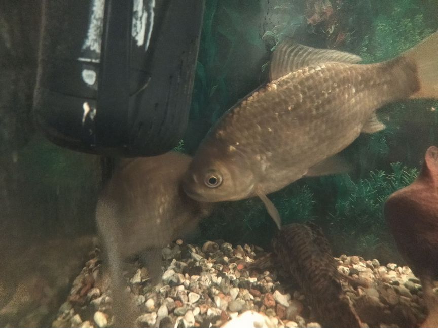 Карась аквариумный