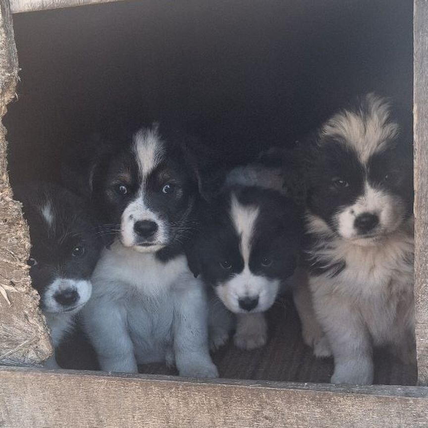 Щенок в добрые руки