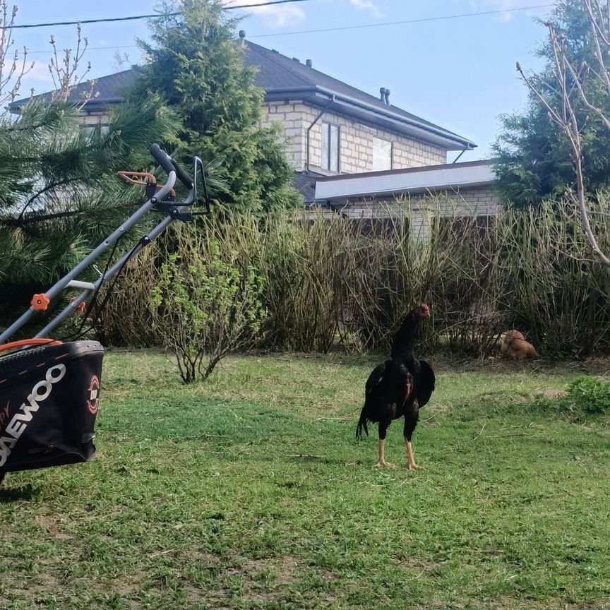 Курица наседка с цыплятами
