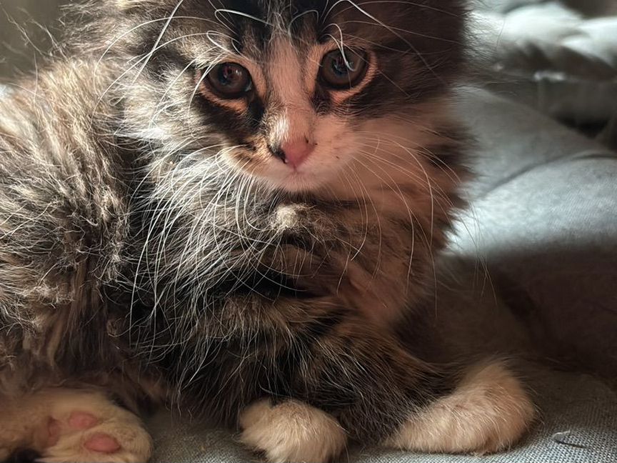 Кот