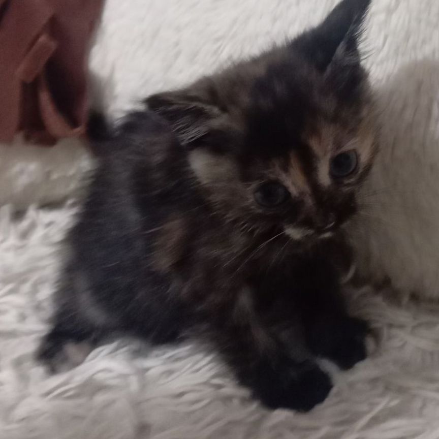 Шотландский прямоухий короткошёрстный котёнок
