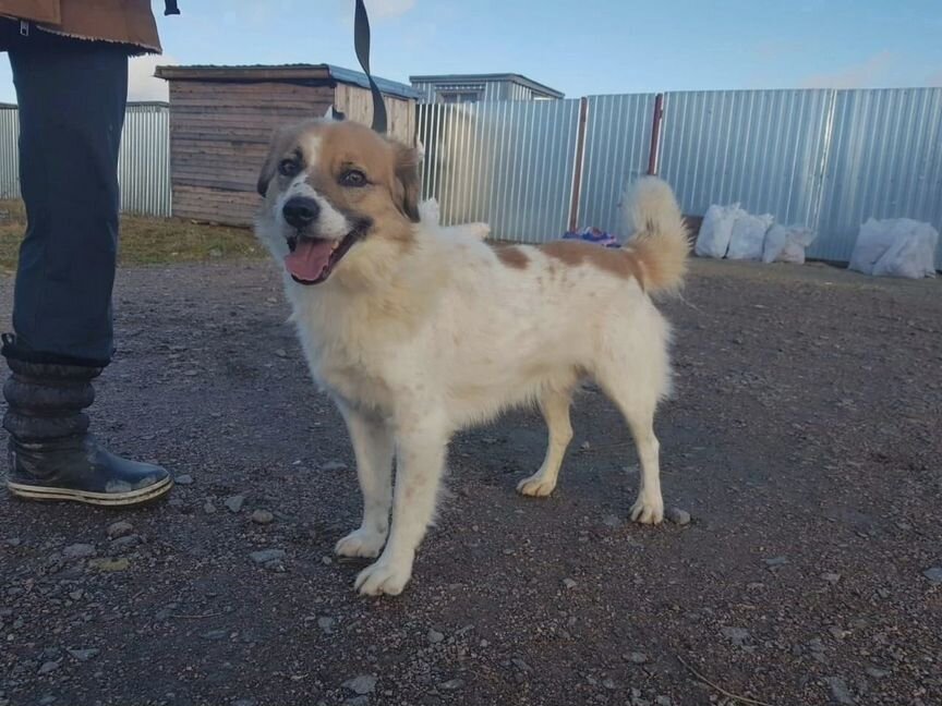 Собака Антошка