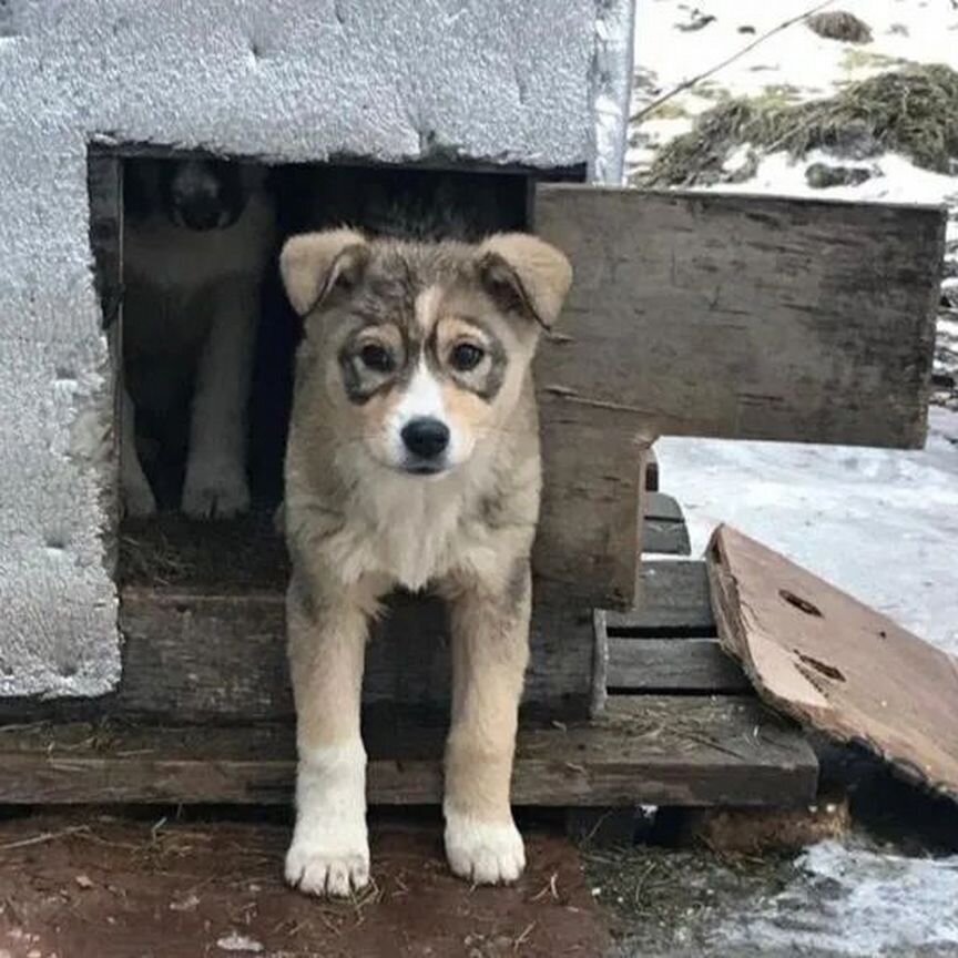 Щеночек ищет дом